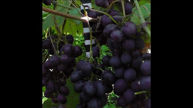 Лучшие гибриды винограда Н.Н.Фаддеенкова.