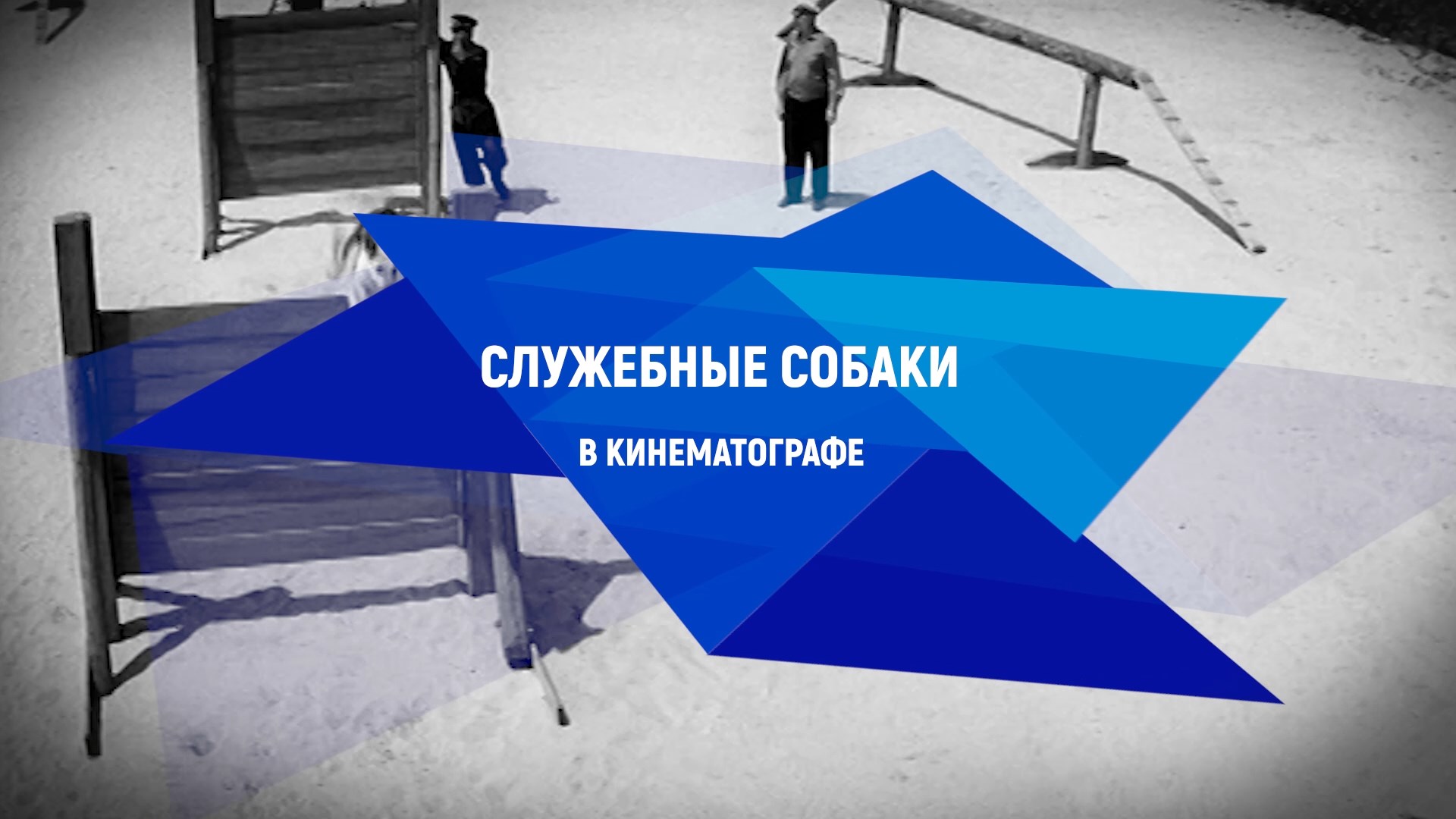 Служебные собаки в кинематографе