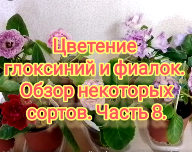 Цветение глоксиний и фиалок. Обзор некоторых сортов. Часть 8.