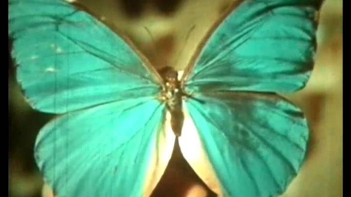 Волновая природа света