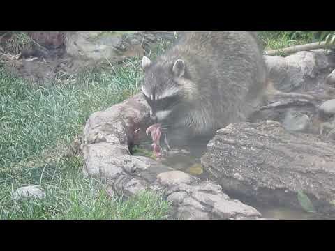 2023-07-02 Москва (Зоопарк)