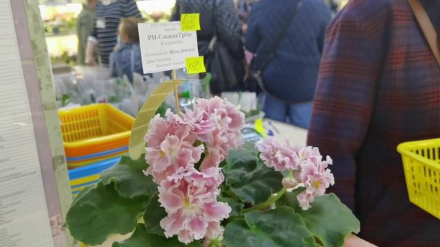 Коллекция фиалок Ирины Леонидовны Данилиной и Елены Плессер на выставке в Доме Фиалки в Москве