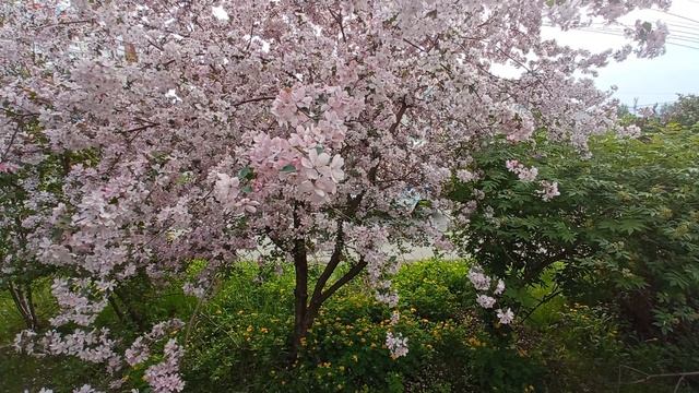 ЯБЛОНЯ РАСЦВЕЛА ❗ СИБИРСКАЯ САКУРА 🌸🌸🌸