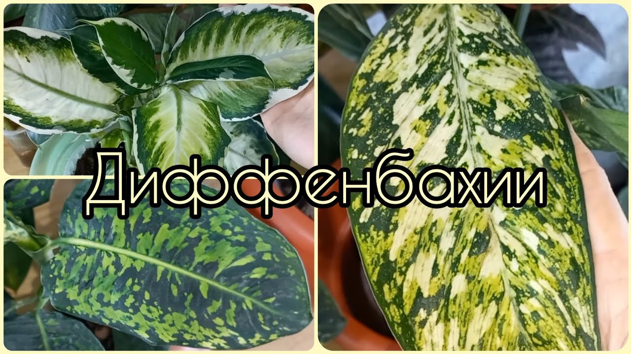 ДИФФЕНБАХИИ?Обзор моей скромной коллекции?Кул Бьюти?Рефлектор?Везувий?Комнатные растения?