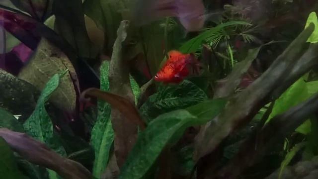 Самцы Пецилий выясняют отношения_20210418 2_20210418