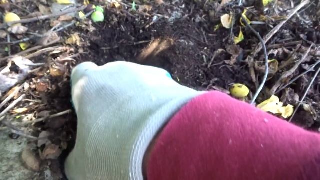 МОЙ САД. ЧИСТКА УГОЛКА ХОСТ. УРОК ПОЧВООБРАЗОВАНИЯ НА КРЫШЕ.