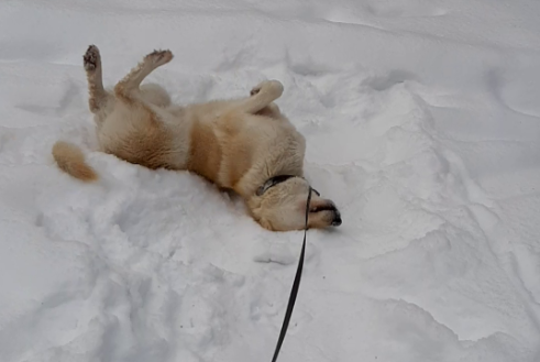 Беляш прибалдел.