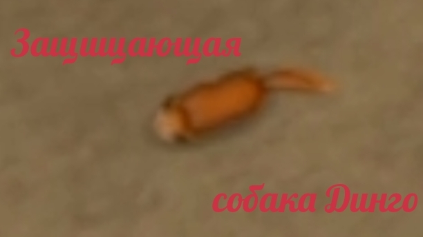 Собака Динго СЪЕЛА ВСЕХ, чтобы СПАСТИ АВСТРАЛИЮ! Обучалки ХОДИТ ПО АВСТРАЛИИ и СЪЕДАЕТ ВСЁ ВОКРУГ!