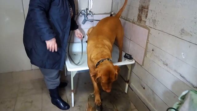 Джек и Айка моют лапы ?.mp4