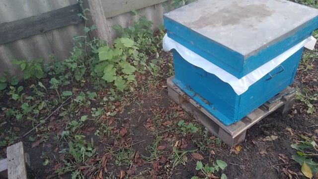 На пасеке.Дневник пчеловода.Четвертый рой..mp4