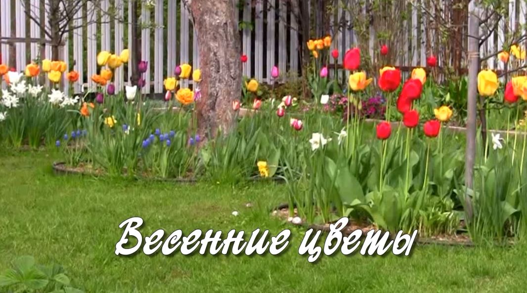 Весенние цветы. Дачные картинки 2022.mp4