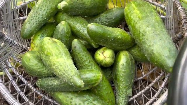 Чтобы огурцы плодоносили до поздней осени, я делаю так….