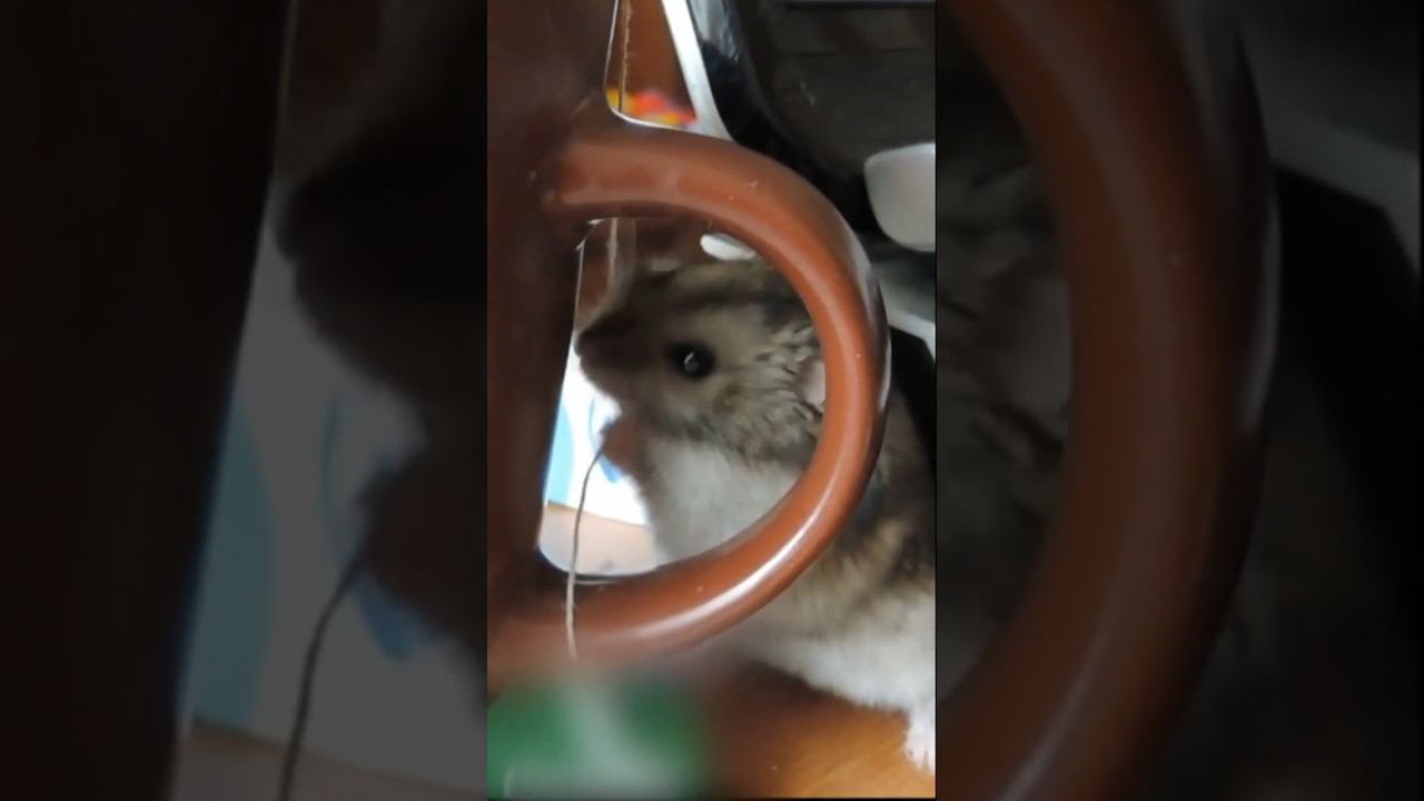 🐭#хомяк #джунгарик #милка