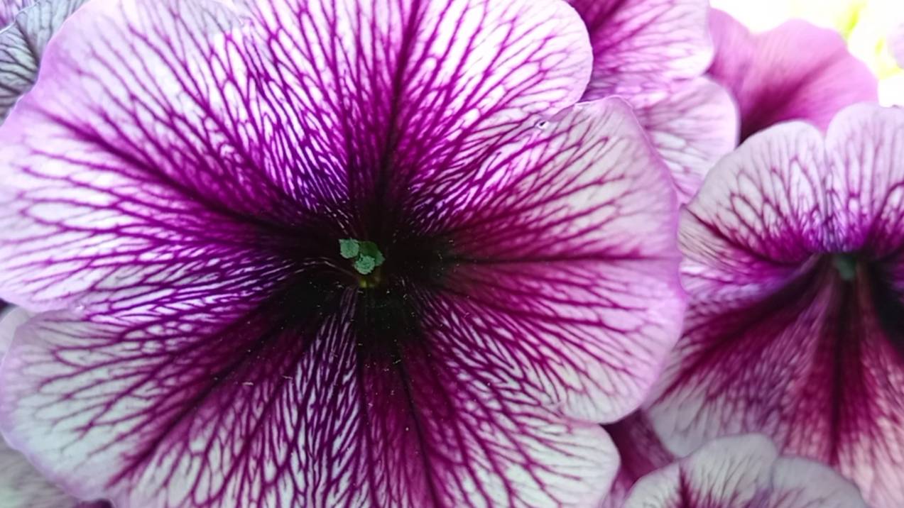 Прекрасные Цветы