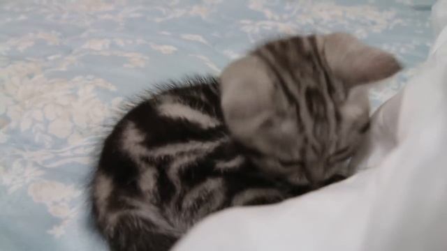 Котенок хорошо играет сам по себе