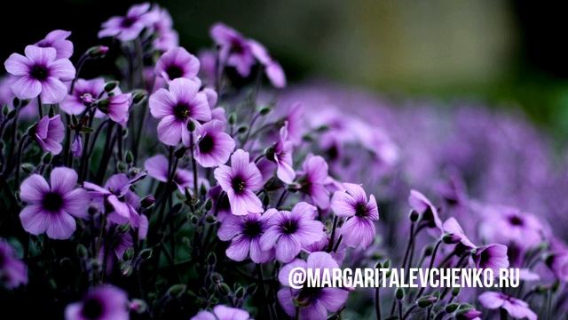 СИЛЬНЫЙ НАСТРОЙ НА ВОССТАНОВЛЕНИЕ СИЛ И ВНУТРЕННЕГО РЕСУРСА! (8 мин) Маргарита Левченко.