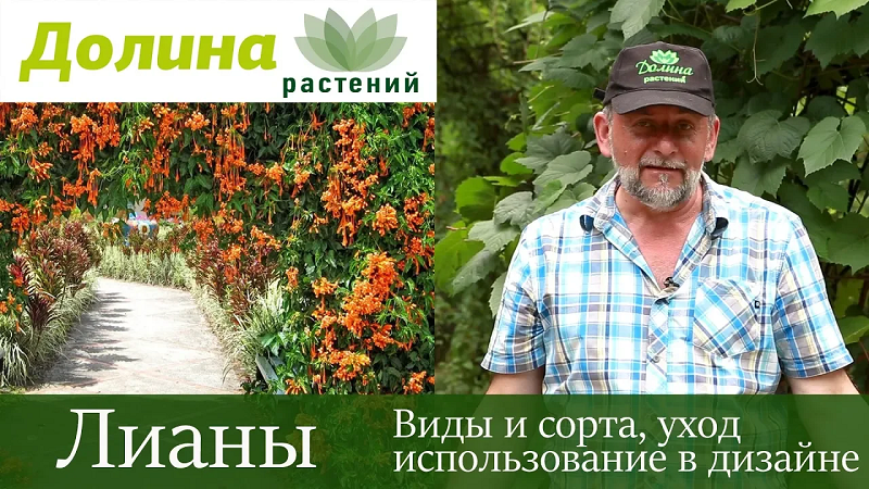 ЛИАНЫ (вьющиеся растения) — как выбрать, как обрезать, как ухаживать и поливать. Советы дендролога?