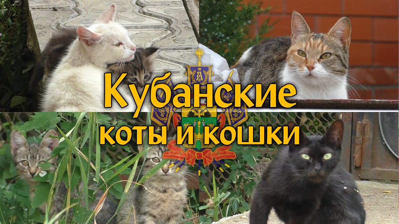 Кубанские коты и кошки