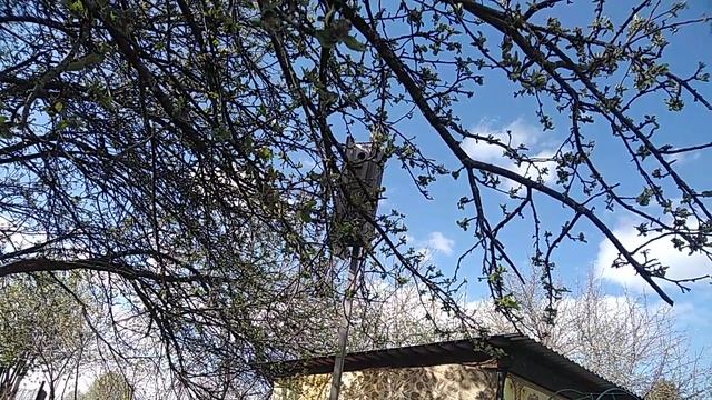 Наши скворчики вывели птенцов)