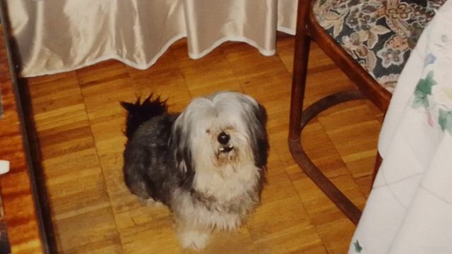 "Эльвин" (сл. и муз. Ольги Анисимовой)