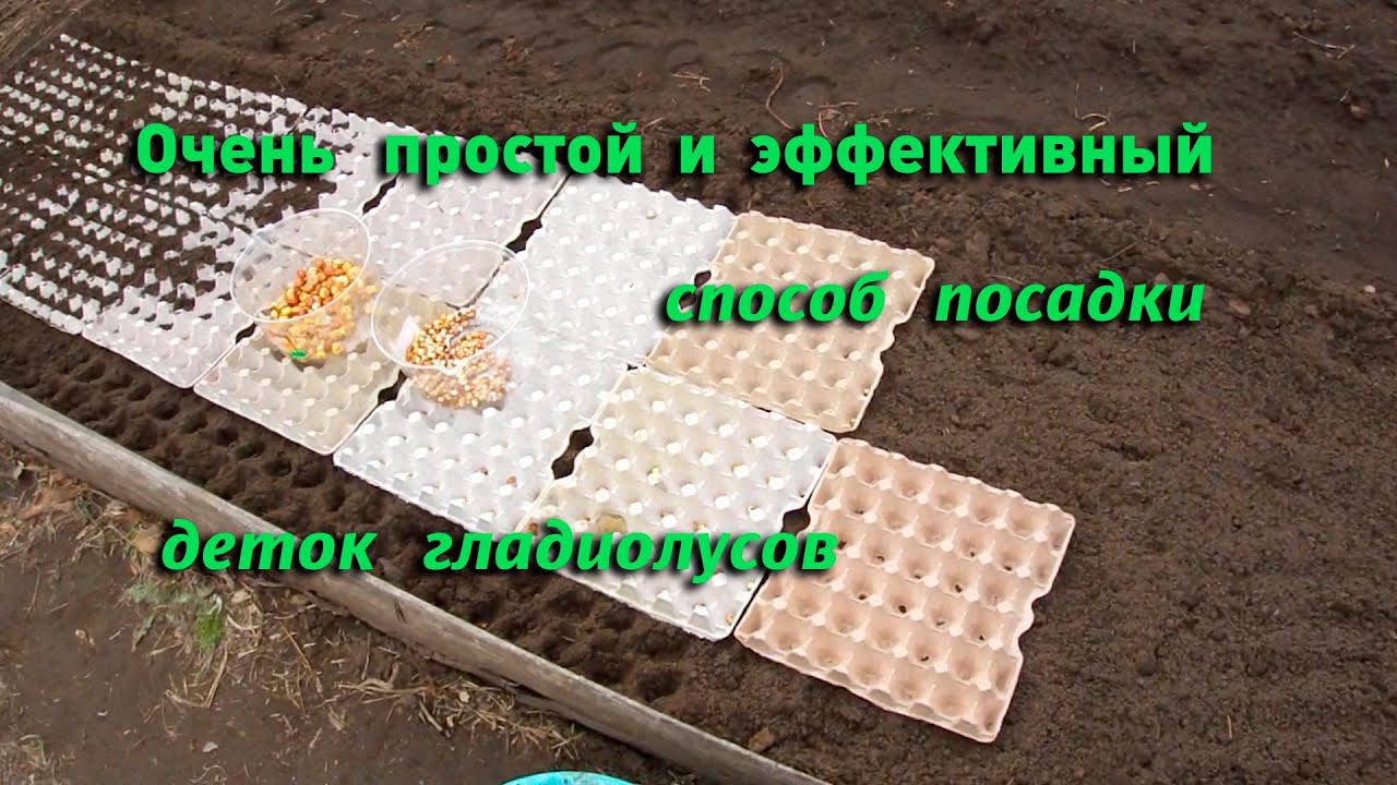 13 мая 2019  - Посадка деток гладиолусов в ячейки от яиц