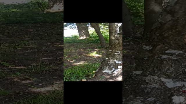 ❗Что творится ❓ Что творится❓ #shorts #short #shortsvideo #животные #клопы-солдатики #funny #nature