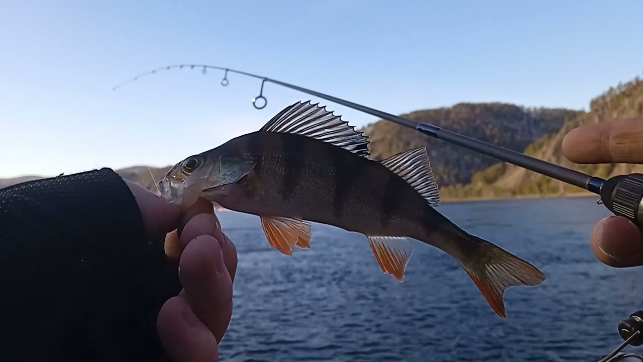 Рыбалка - МормроФранкенштейн полутелескоп до 1гр. на Дивногорских окунях