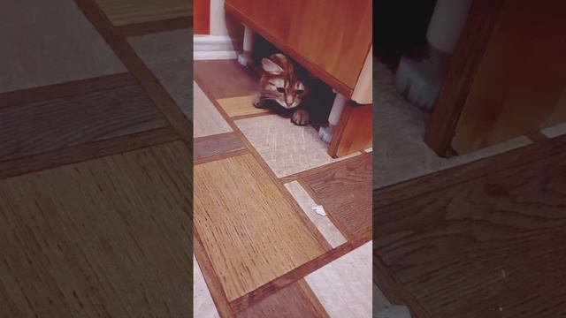 Орёлъ вылазит из пещеры....