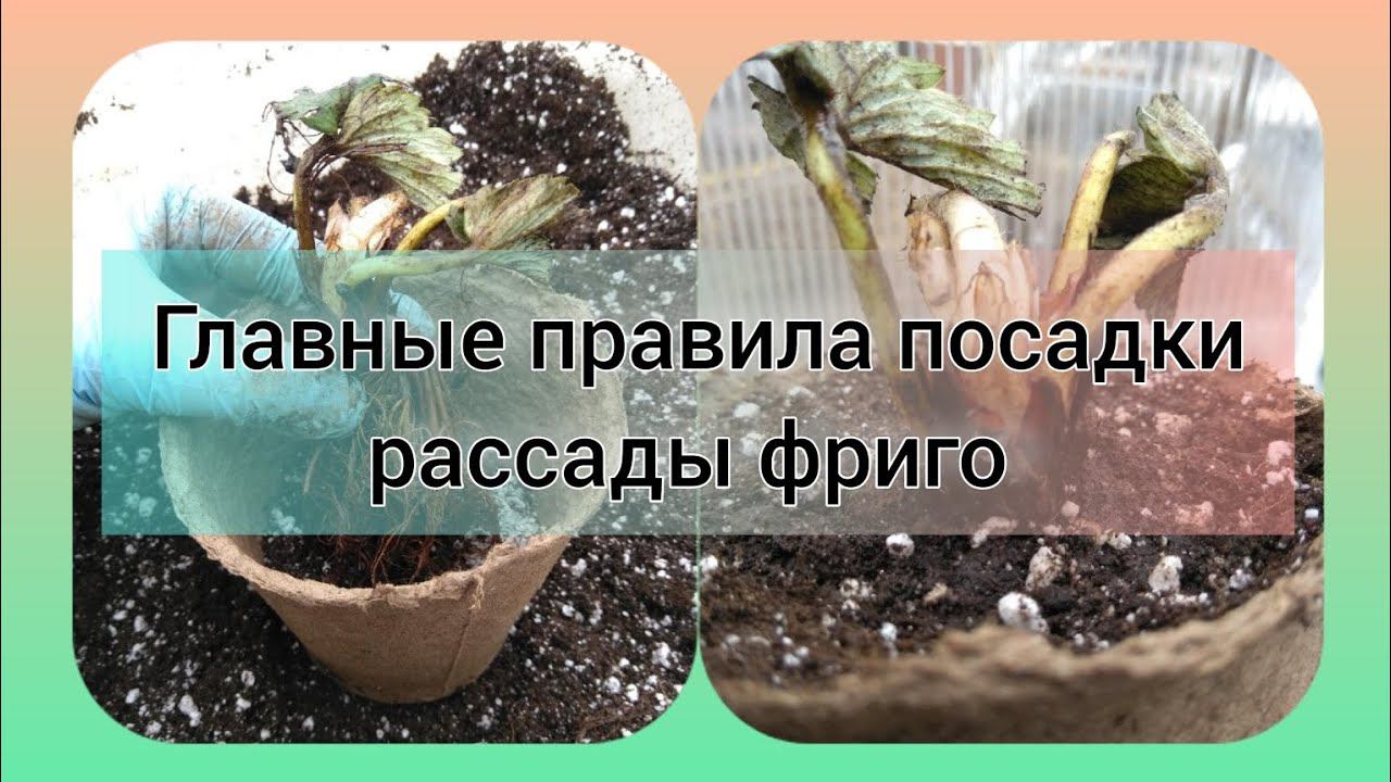 Урок 36. Главные правила посадки рассады фриго. #фриго