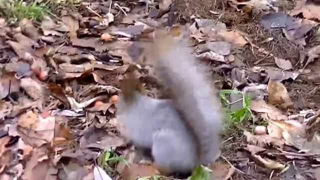 Белка в осеннем парке