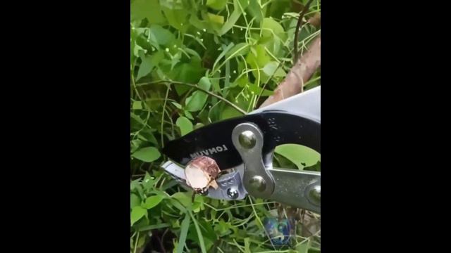 Телескопические садовые кусачки. #Shorts