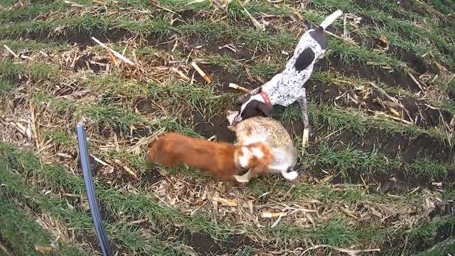 18 ( заяц - утка) Краткий обзор сегодняшней охоты - РАБОТА ЗАРЫ.mp4