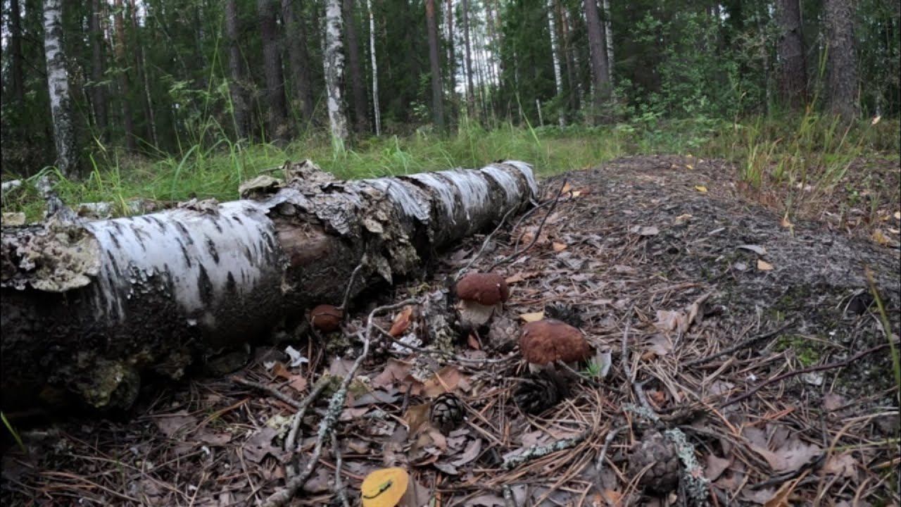 Летние белые грибы. Маслята 2024. Старое место, где бывает много грибов