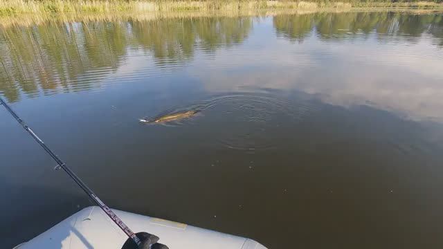 ЗЛАЯ ЩУКА ЧУТЬ НЕ ПРОКУСИЛА  ЛОДКУ. Присутствует  ненормативная лексика....