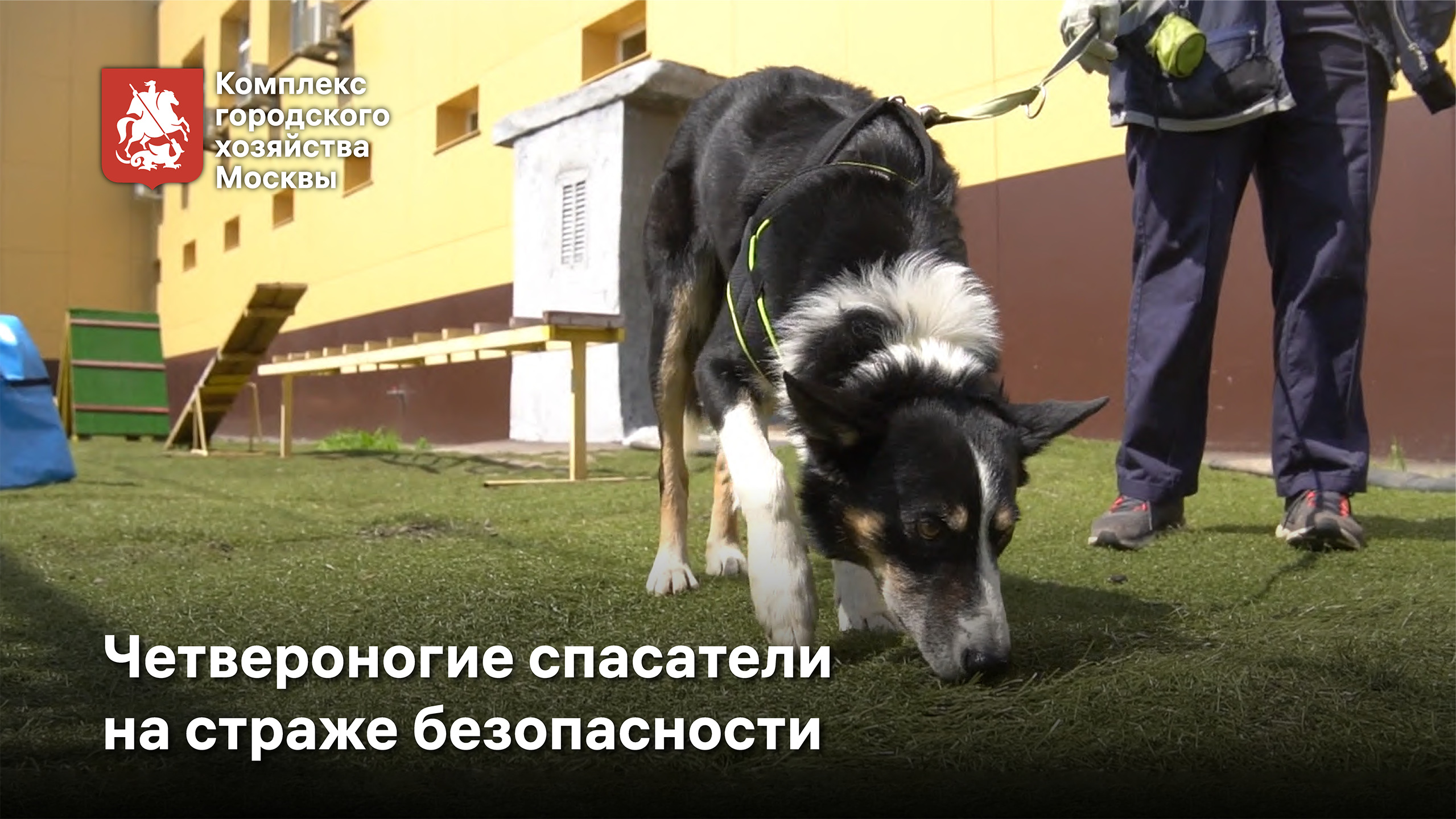 Собаки-спасатели показывают профессиональные умения