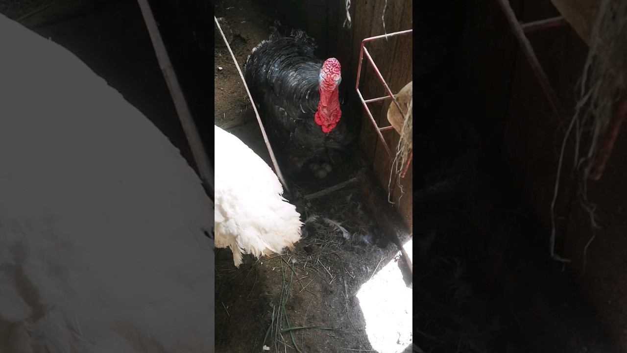 Индюк высиживает яйца