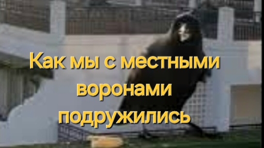 13. Как мы с воронами подружились :)