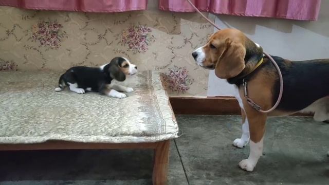 Глубокая беседа отца дочери Бигль