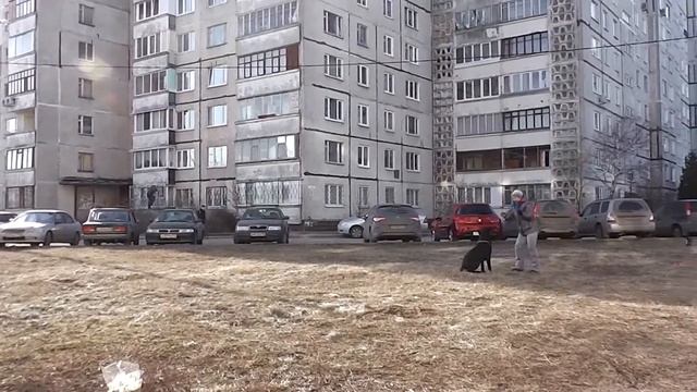 Фризби Вебстайл 2014 Ирина и кане корсо Чак.mp4