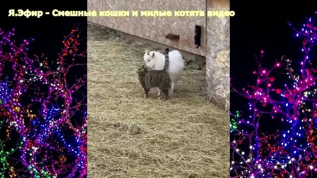 видео новинки про животных приколы, бесплатные видео приколы про животных, ютуб видео бесплатно