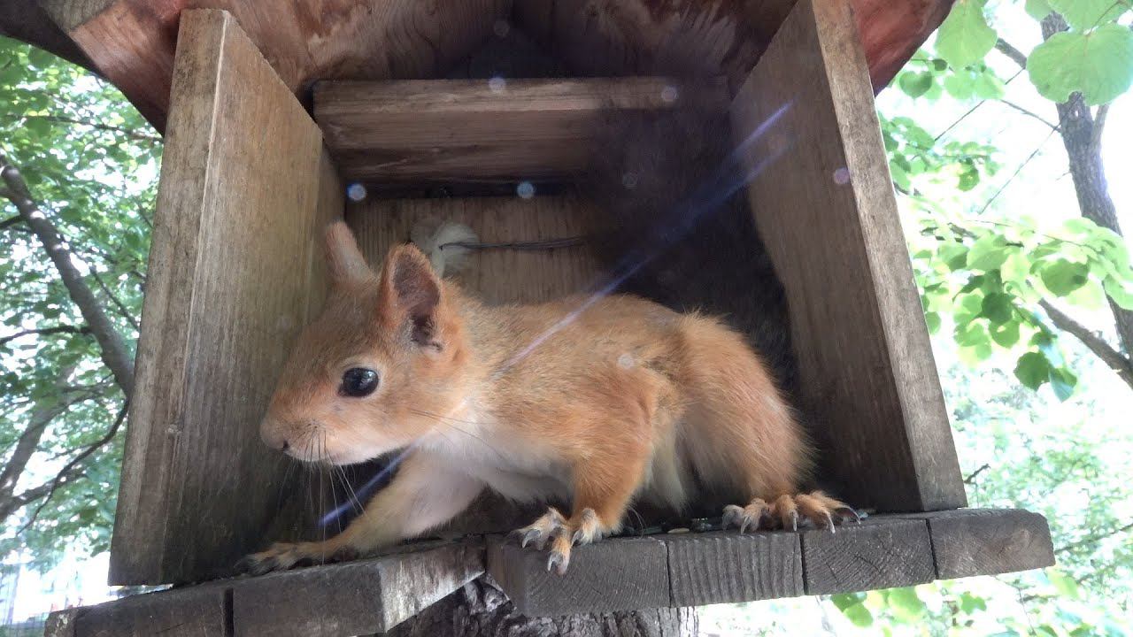 Белка в кормушке (30.07.2023)