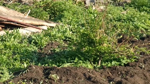 ЖИЗНЬ И ТРУД НА СИБИРСКОМ ТАЁЖНОМ ХУТОРЕ VID_20230609_184008.mp4