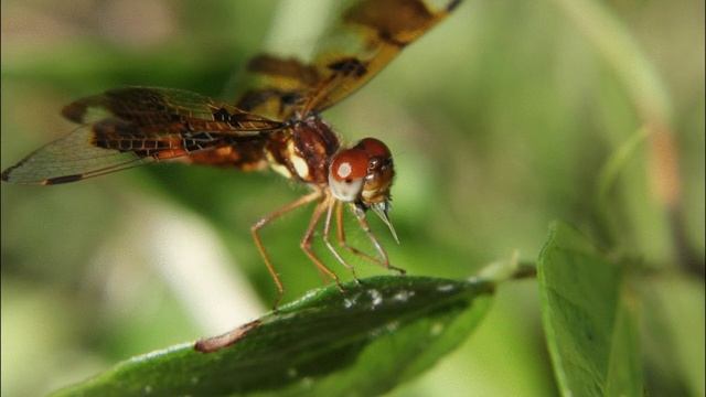 Разгулялся.mp4