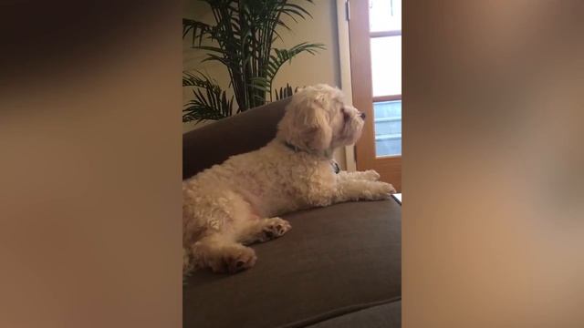 Веселые Домашние Певцы | Попробуй Не Засмеяться