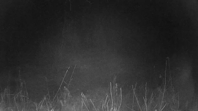 Медведь на кормушке, запечатлённые фото ловушкой. Часть № 33