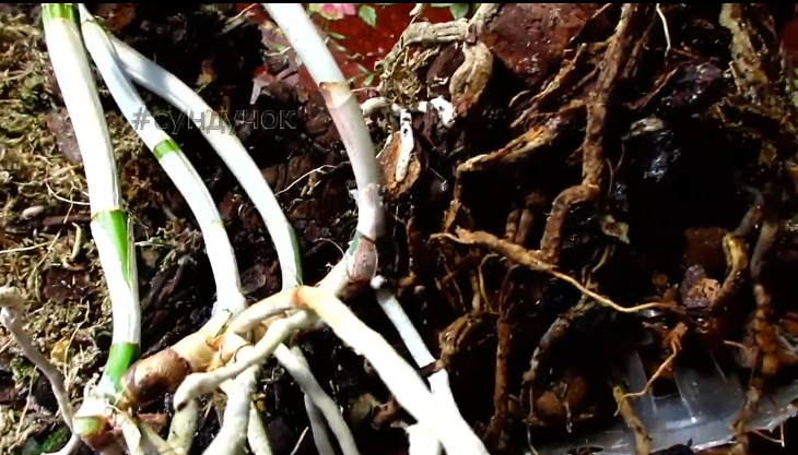 Деление орхидеи каттлеи Грин Эмеральд. Очень большая каттлея..mp4