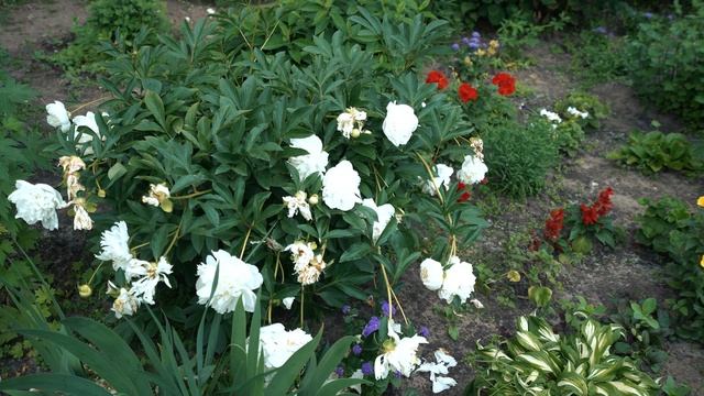 Видеопомощник ЖКХ. Озеленение придомовых территорий.