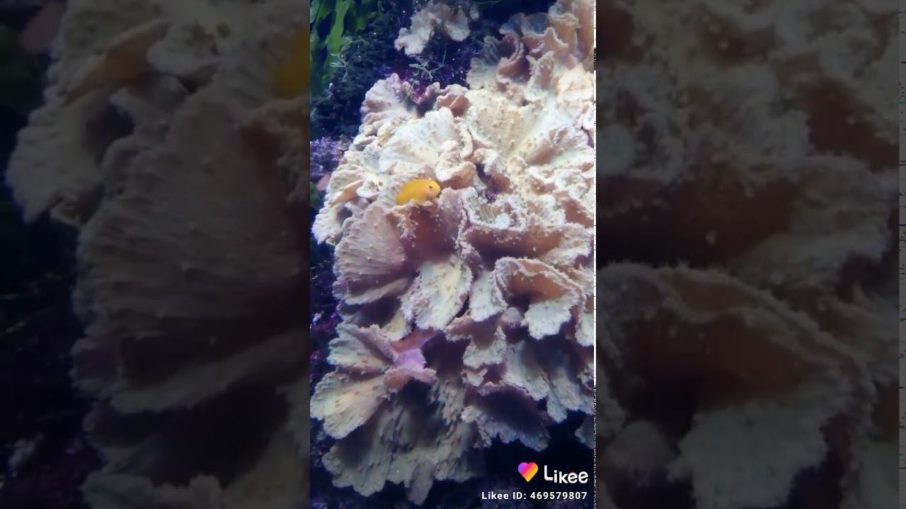 Экзотические рыбки. Живые кораллы. Успокаивает нервы.