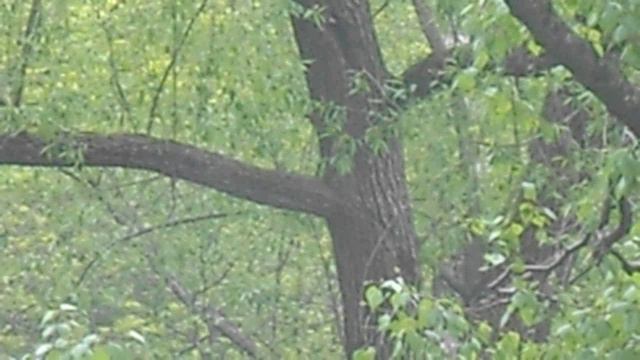 Гон у белок 5454542428 DSCN5380