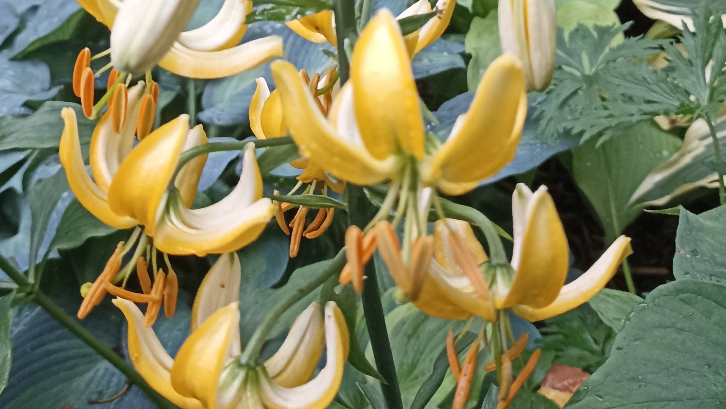 23.06.24 Лилии кудреватые (мартагон). Часть 1